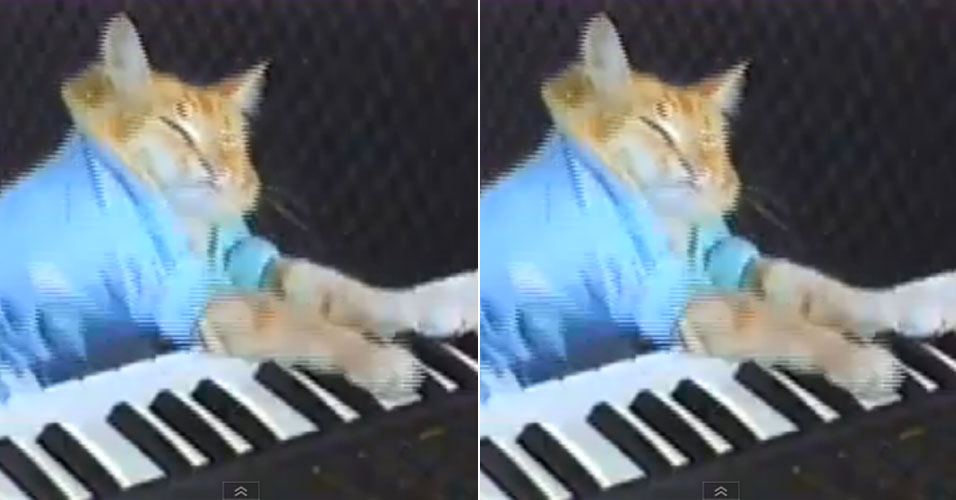 Deus Da Internet Gato